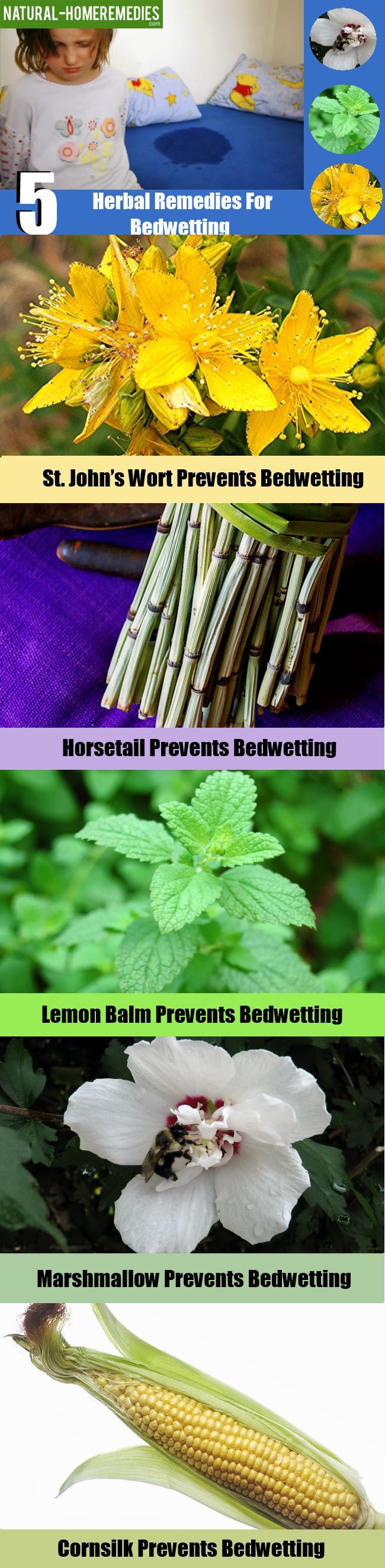 5 Best Herbal Remedies For Bedwetting Natural Home Remedies And Supplements